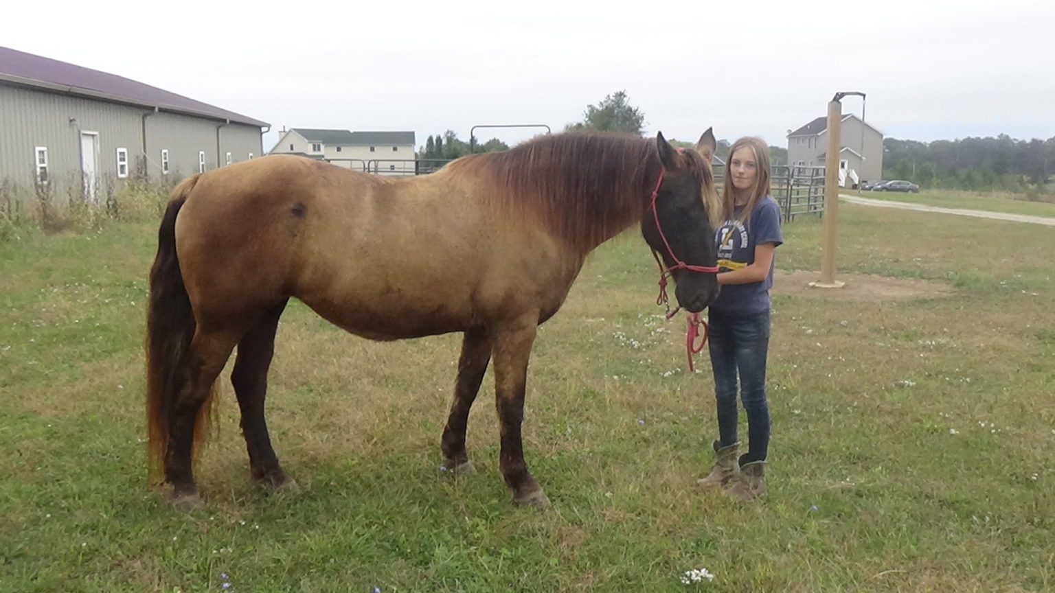 Cessna | Thehorsebay.com