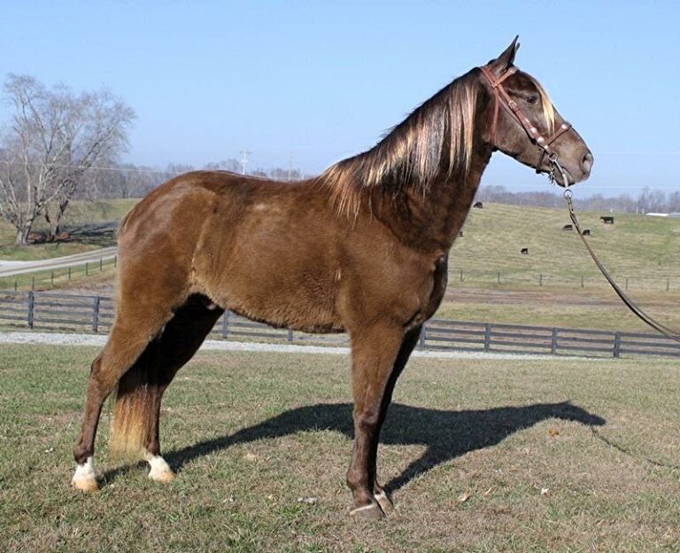 Mi Caballo Amigo | Thehorsebay.com