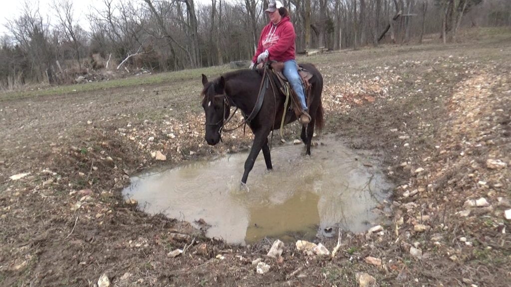 Spirits Fancy Sensation (Sausha) | Thehorsebay.com