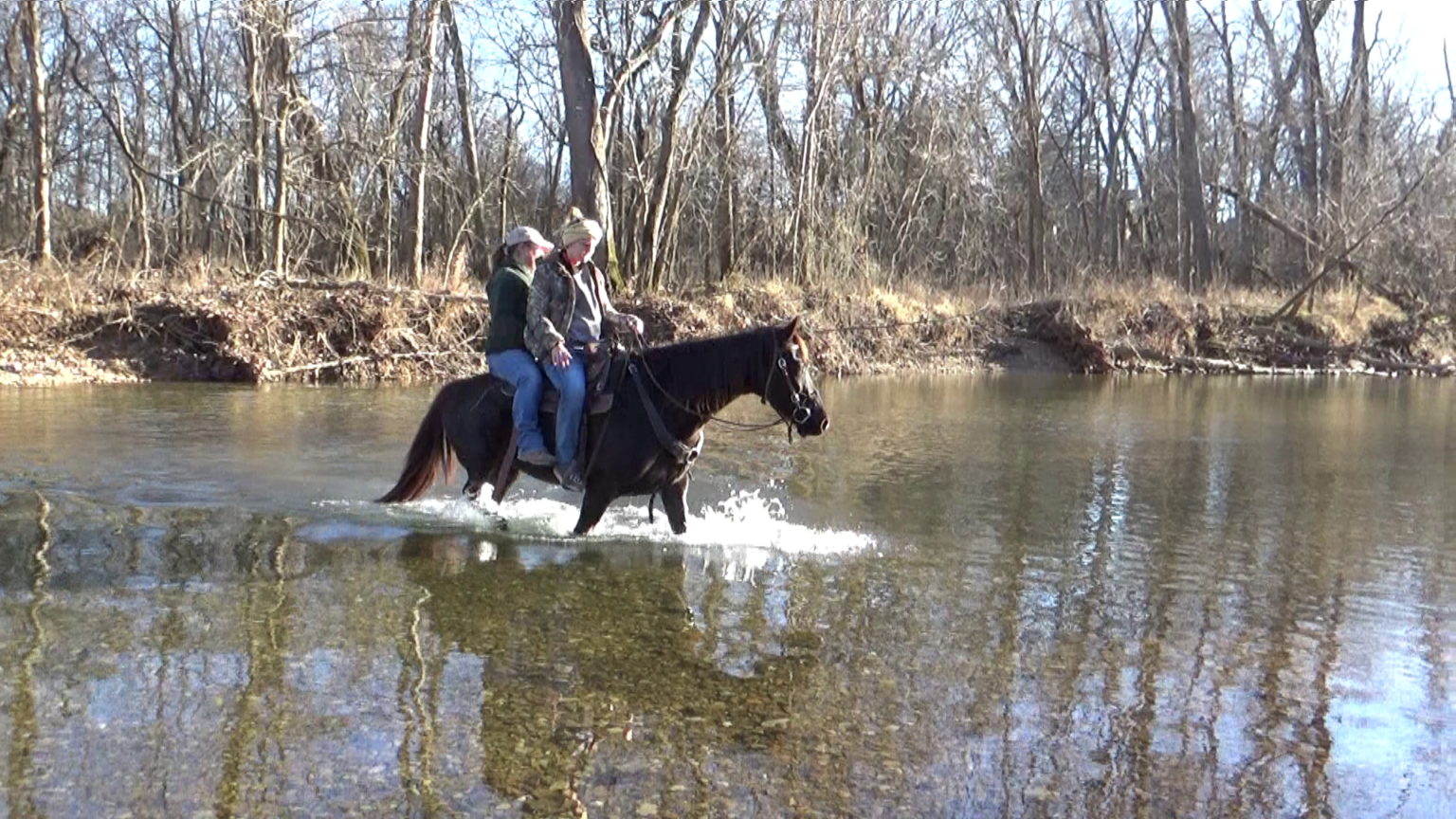 Spirits Fancy Sensation (Sausha) | Thehorsebay.com