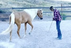 Dancer's Full House RLF (Ace) | Thehorsebay.com