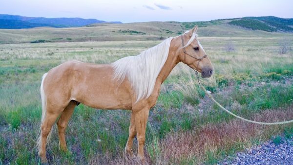 Dancer's Full House RLF (Ace) | Thehorsebay.com