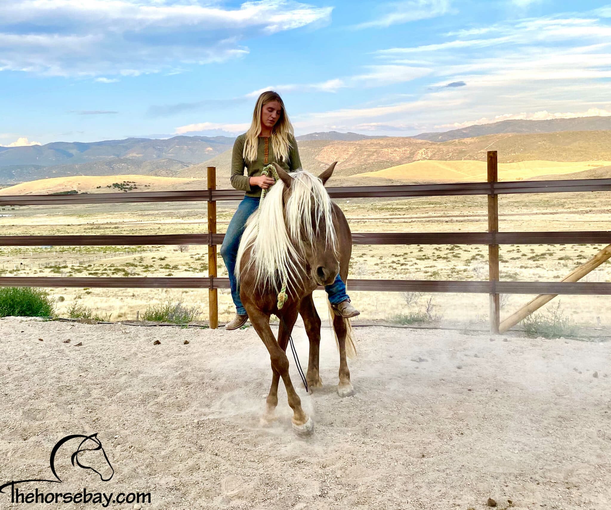 Angel | Thehorsebay.com