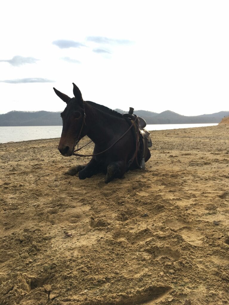 Tiny Tim (TT) | Thehorsebay.com