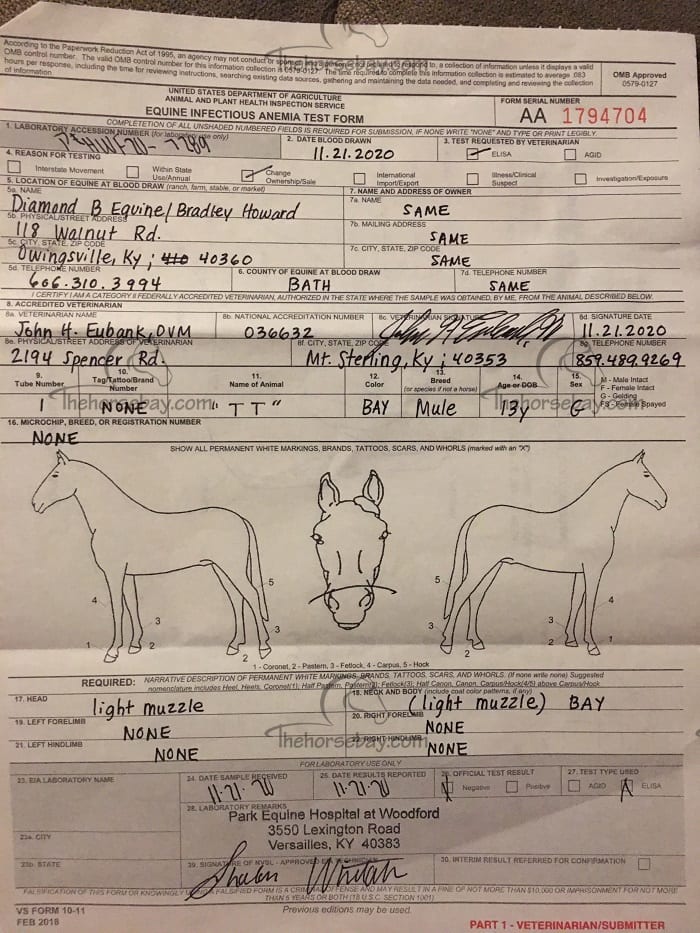 Tiny Tim (TT) | Thehorsebay.com