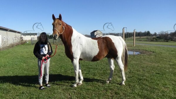 Ranger | Thehorsebay.com