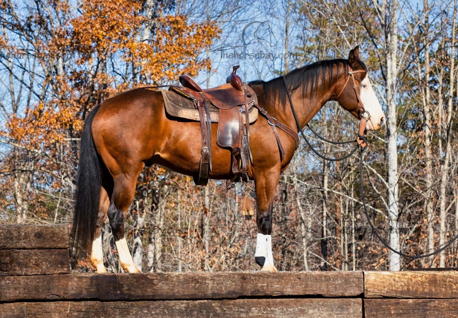 Colonel One Gun (Cowboy) | Thehorsebay.com