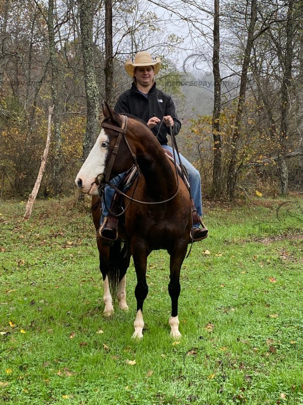 Colonel One Gun (Cowboy) | Thehorsebay.com