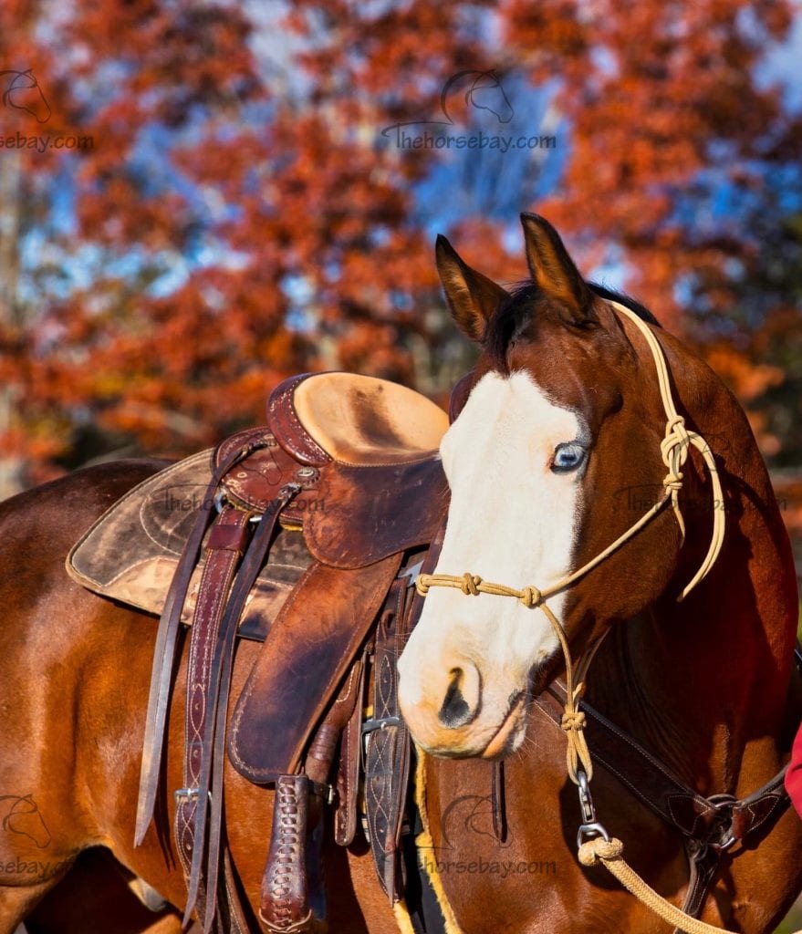 Colonel One Gun (Cowboy) | Thehorsebay.com