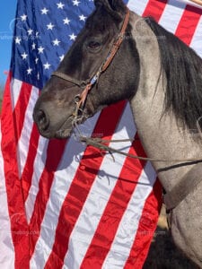 Gunner | Thehorsebay.com