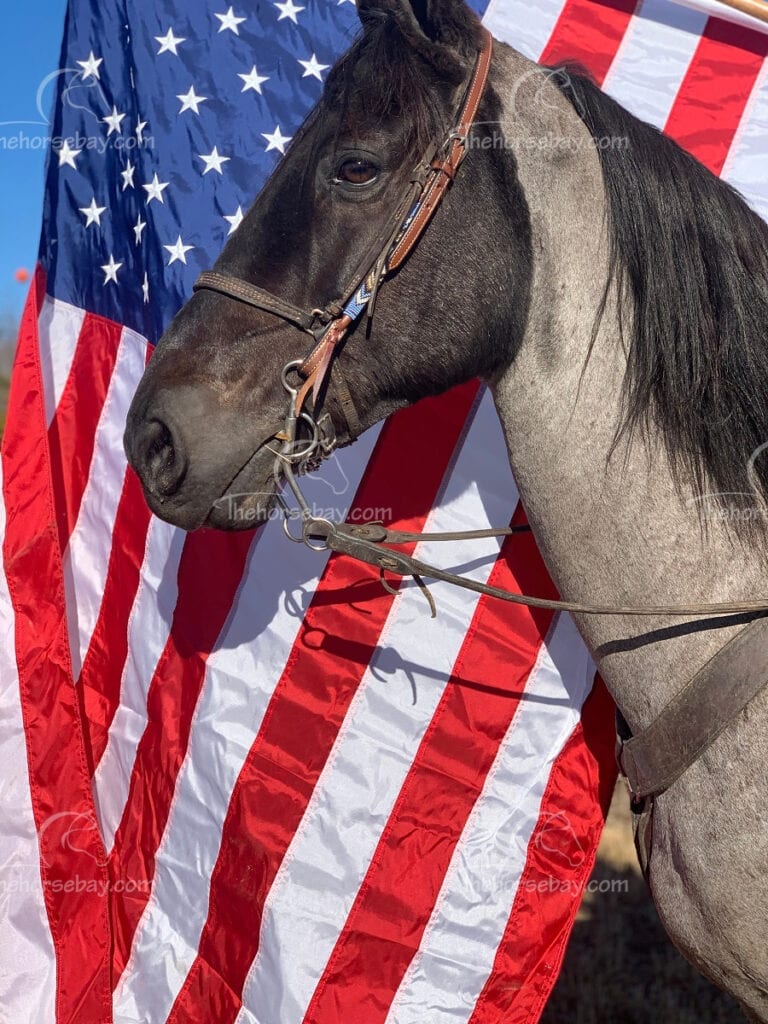 Gunner | Thehorsebay.com