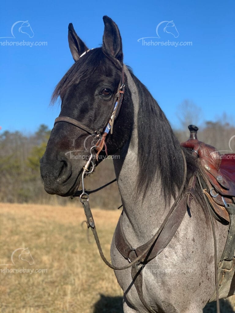 Gunner | Thehorsebay.com