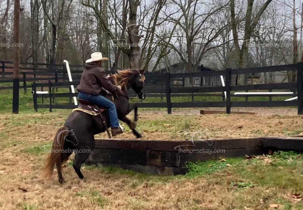 Jobeblue | Thehorsebay.com