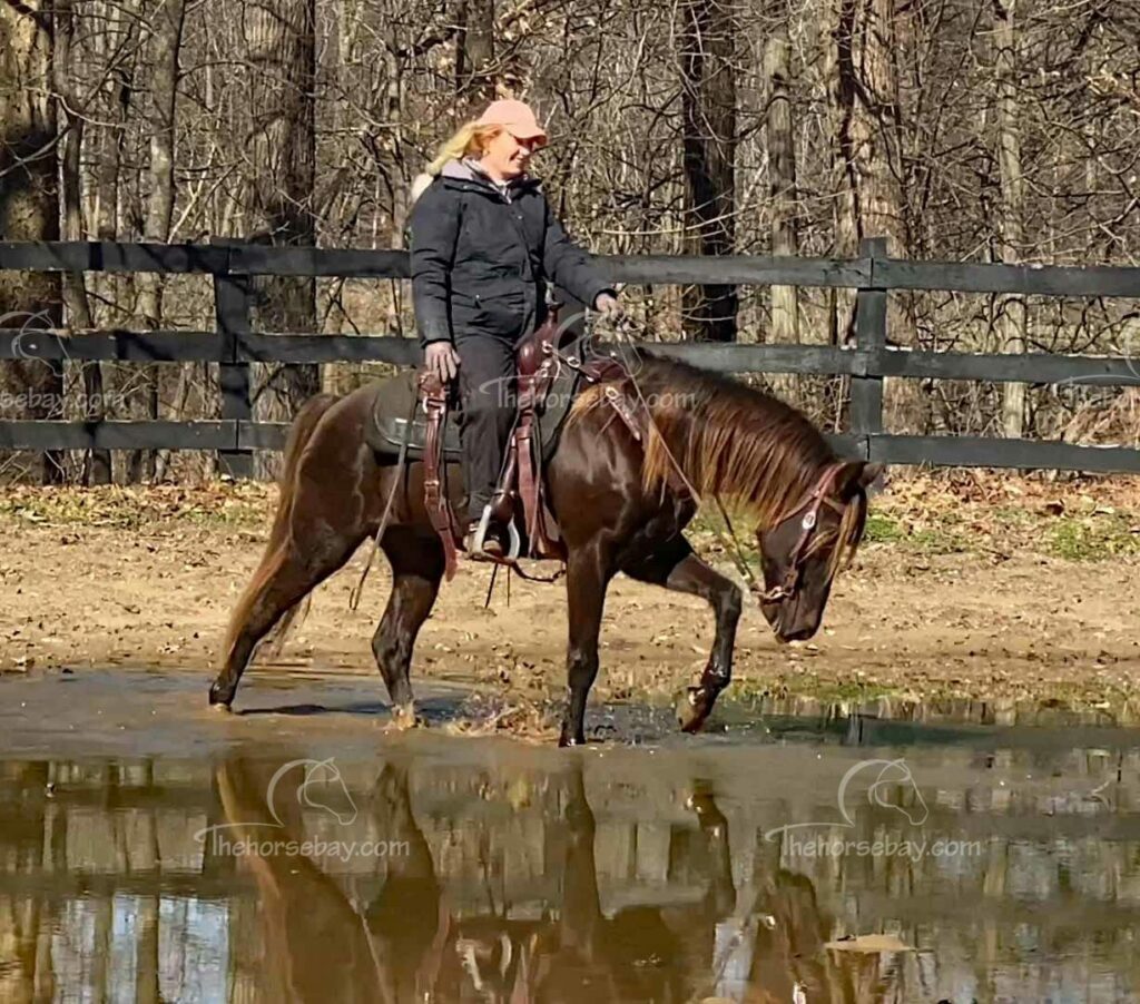 Jobeblue | Thehorsebay.com