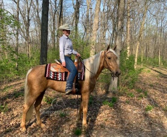 Adam Jokisch Archives - Thehorsebay.com