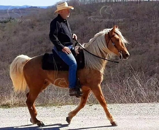 Adam Jokisch Archives - Thehorsebay.com