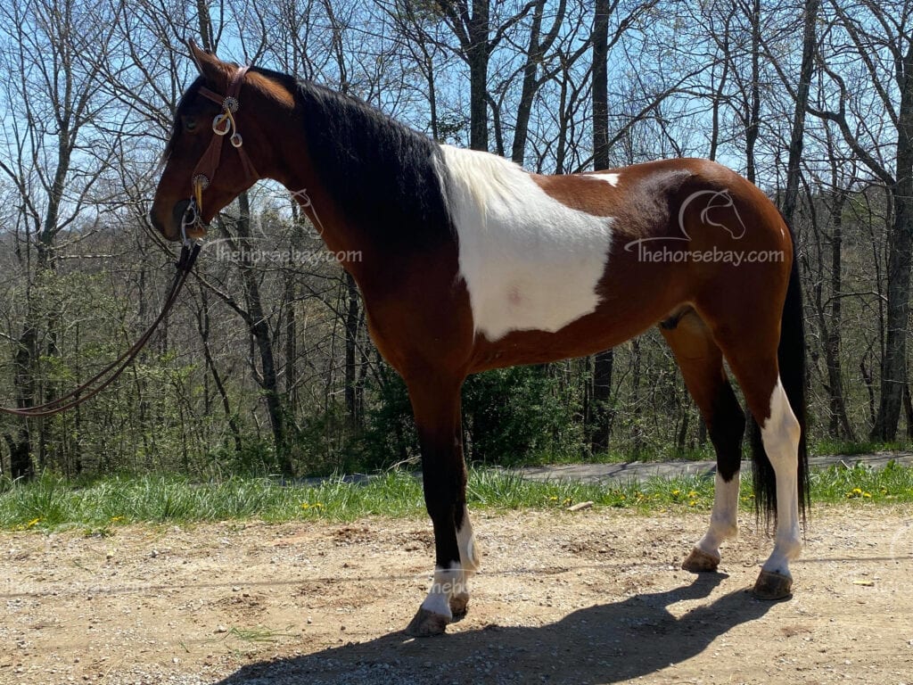 Jake From State Farm | Thehorsebay.com