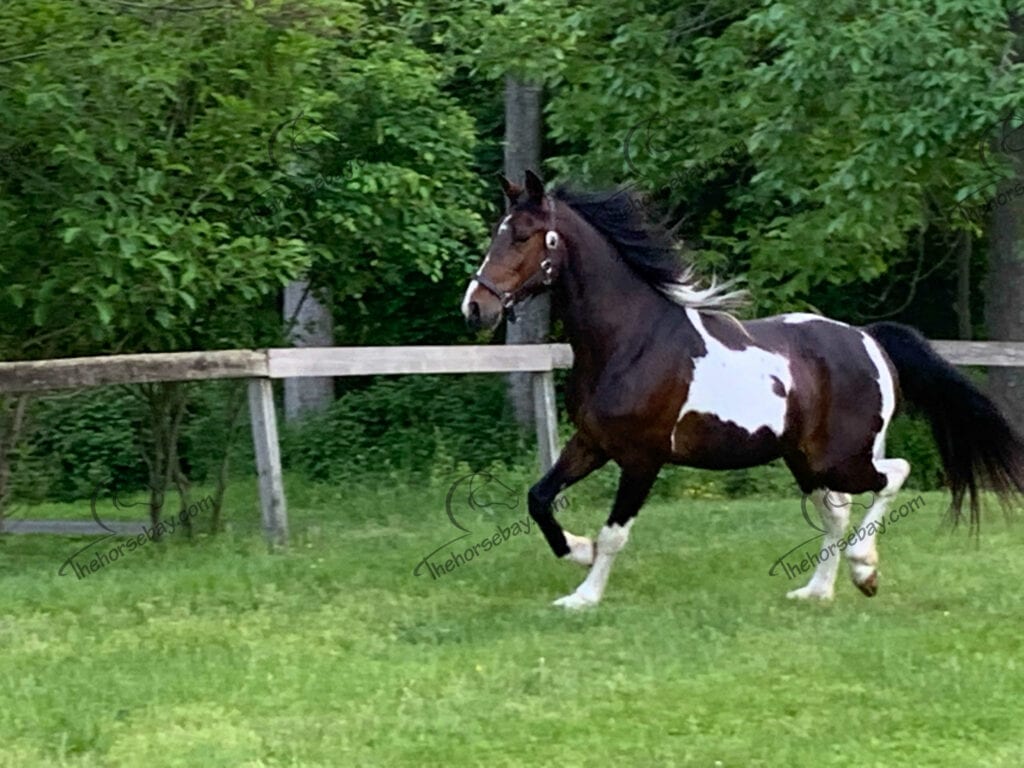 CM's Rowdy Rawhide Apache | Thehorsebay.com