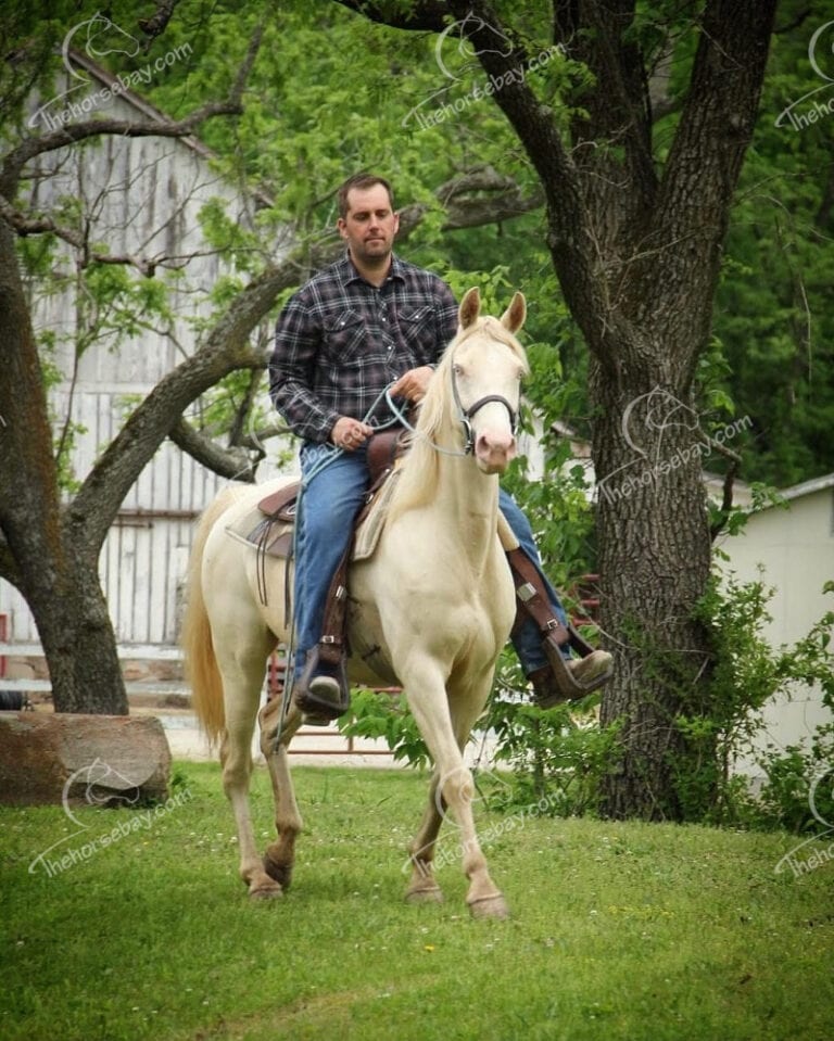 Rex's Pride & Joy (Buffy) | Thehorsebay.com