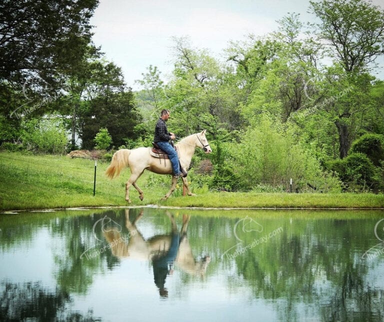 Rex's Pride & Joy (Buffy) | Thehorsebay.com