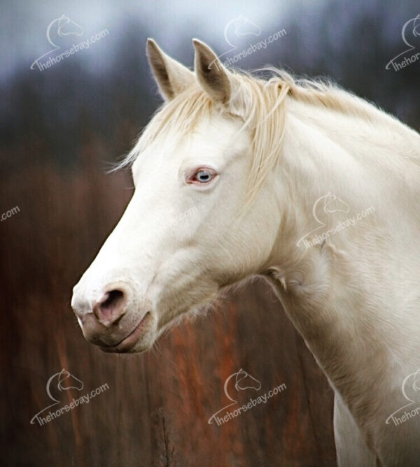 Rex's Pride & Joy (Buffy) | Thehorsebay.com