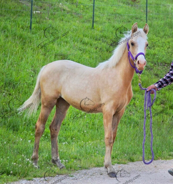 Rex's Pride & Joy (Buffy) | Thehorsebay.com