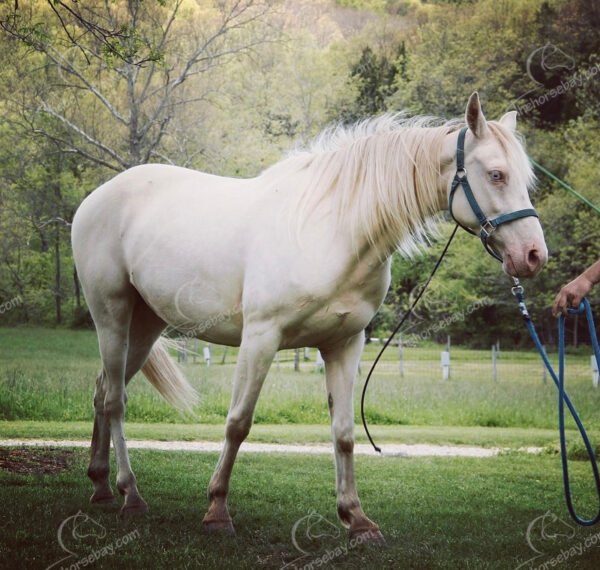 Rex's Pride & Joy (Buffy) | Thehorsebay.com