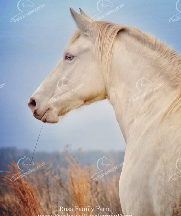 Rex's Pride & Joy (Buffy) | Thehorsebay.com