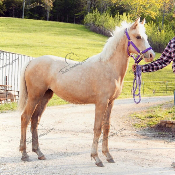 Rex's Pride & Joy (Buffy) | Thehorsebay.com