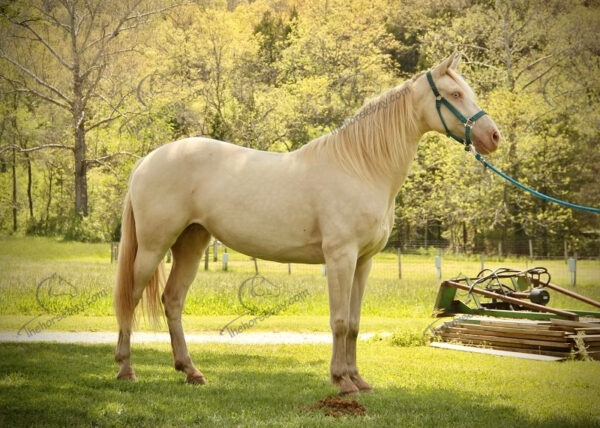 Rex's Pride & Joy (Buffy) | Thehorsebay.com