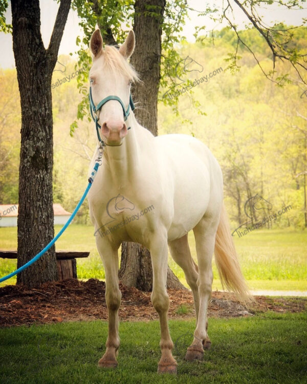 Rex's Pride & Joy (Buffy) | Thehorsebay.com