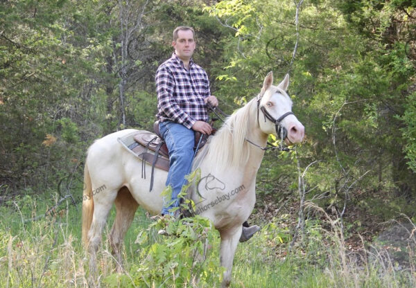 Rex's Pride & Joy (Buffy) | Thehorsebay.com