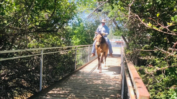 A Threat of Rowdy | Thehorsebay.com