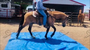 A Threat of Rowdy | Thehorsebay.com