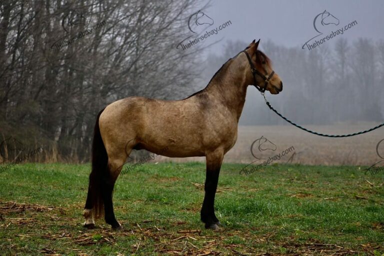 A Threat of Rowdy | Thehorsebay.com