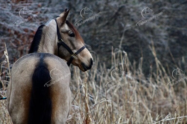 A Threat of Rowdy | Thehorsebay.com