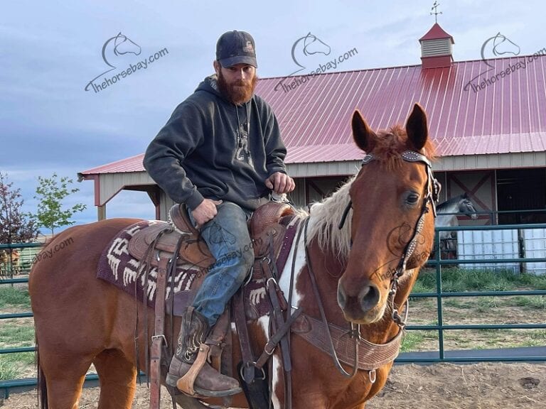 Dixons Red Rock | Thehorsebay.com