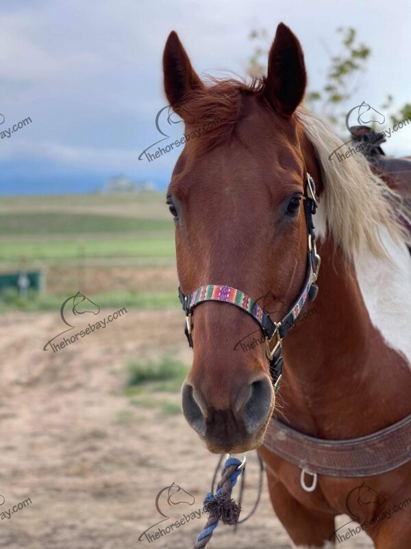 Dixons Red Rock | Thehorsebay.com