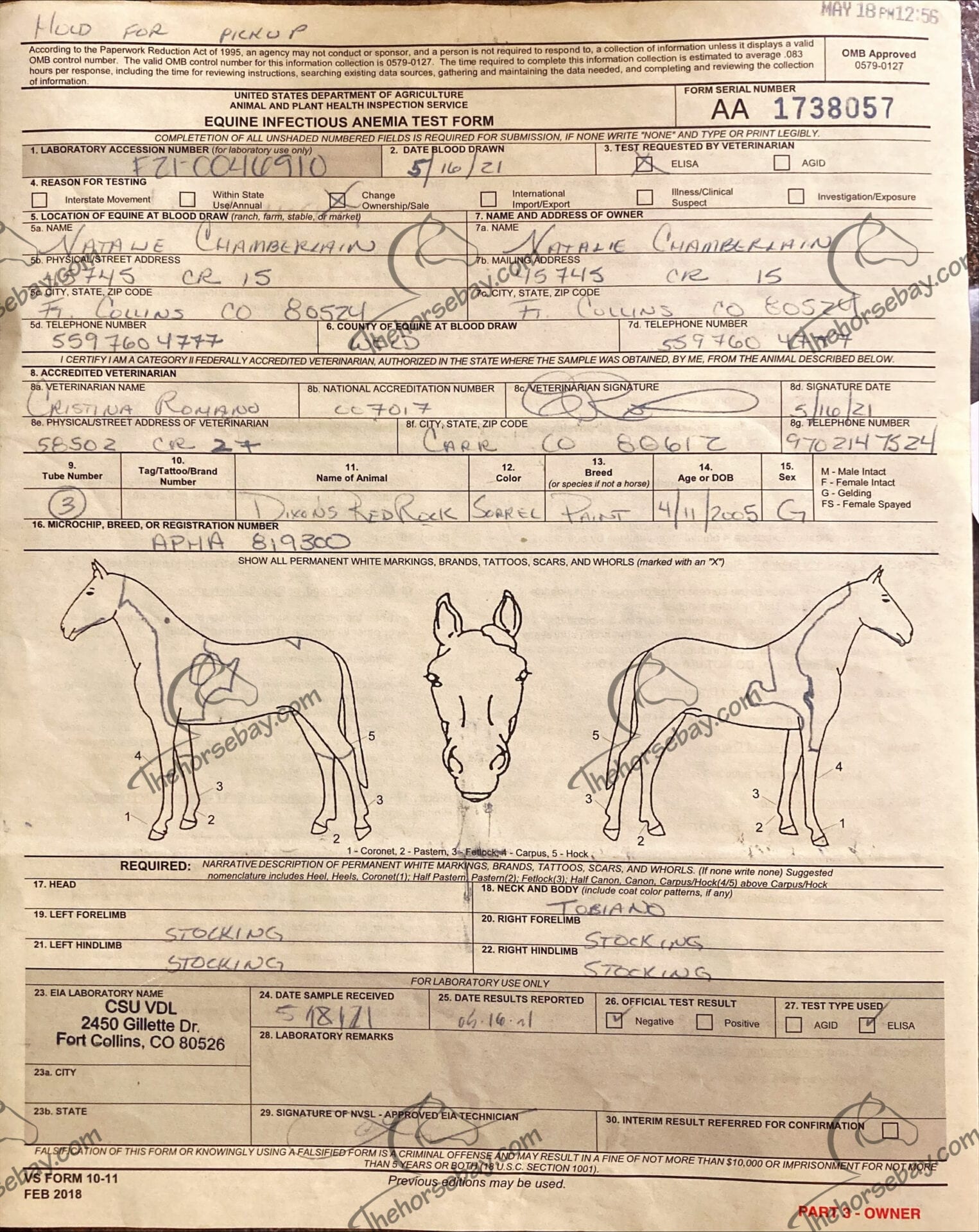 Dixons Red Rock | Thehorsebay.com