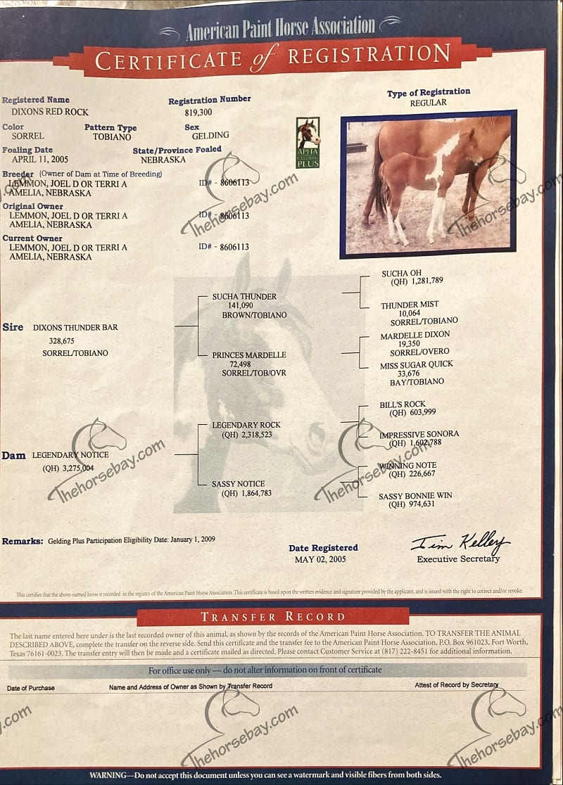 Dixons Red Rock | Thehorsebay.com