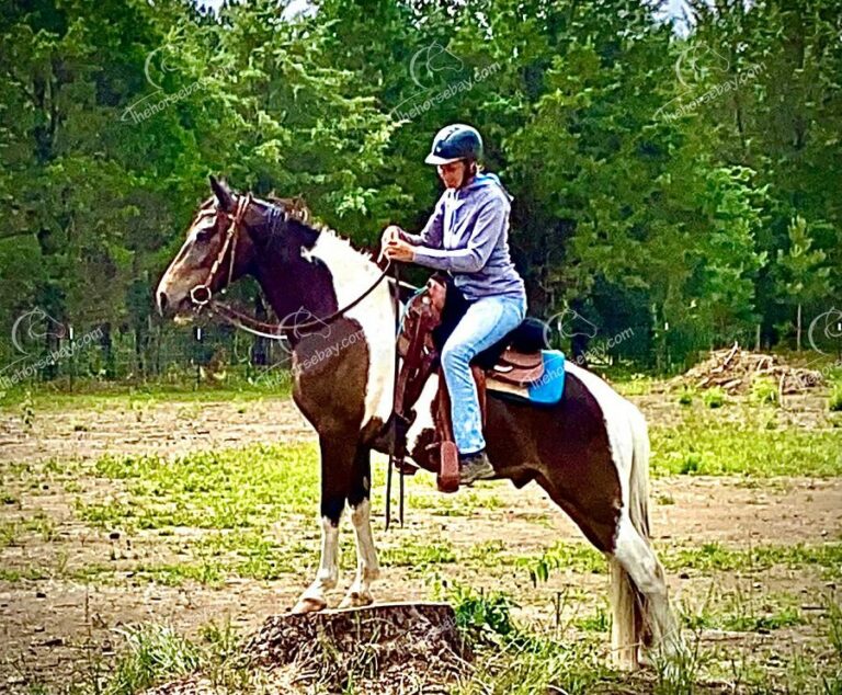 Gunner | Thehorsebay.com