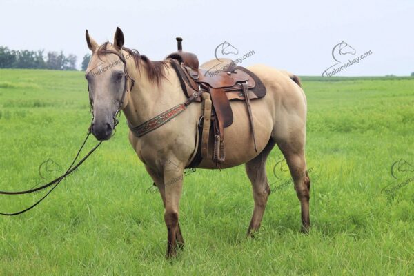 Winston | Thehorsebay.com