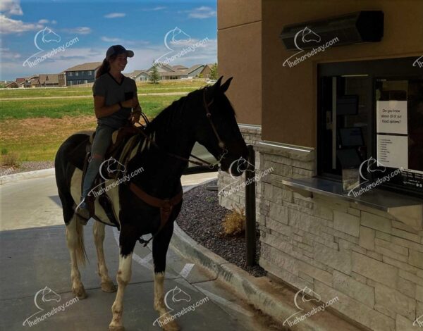 Cochise Tribal Dance (Cochise) | Thehorsebay.com