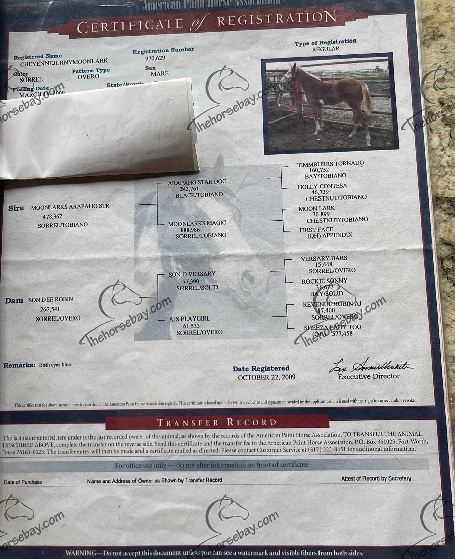 Cheyenne Jurny Moonlark (Cherry) | Thehorsebay.com