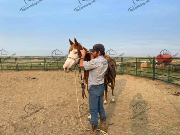 Cheyenne Jurny Moonlark (Cherry) | Thehorsebay.com