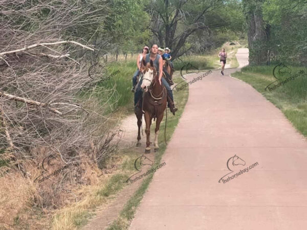 Cheyenne Jurny Moonlark (Cherry) | Thehorsebay.com