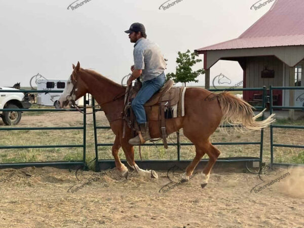 Cheyenne Jurny Moonlark (Cherry) | Thehorsebay.com