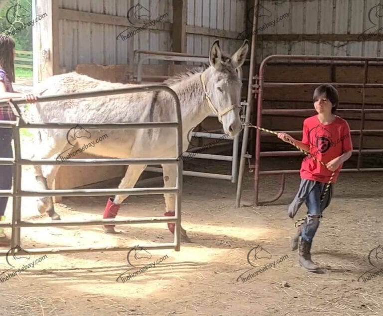 Willie | Thehorsebay.com