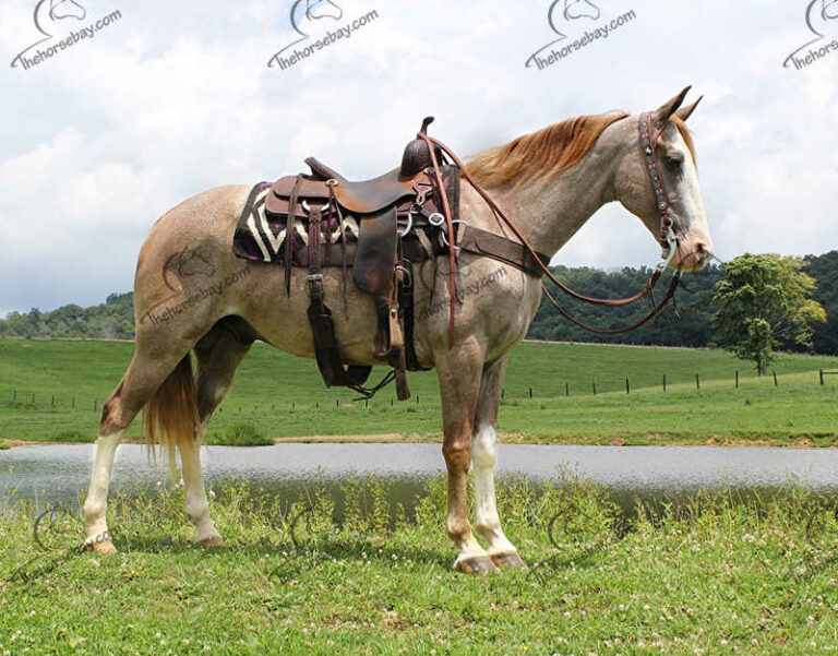 RBs Red Gun (Gunner) | Thehorsebay.com