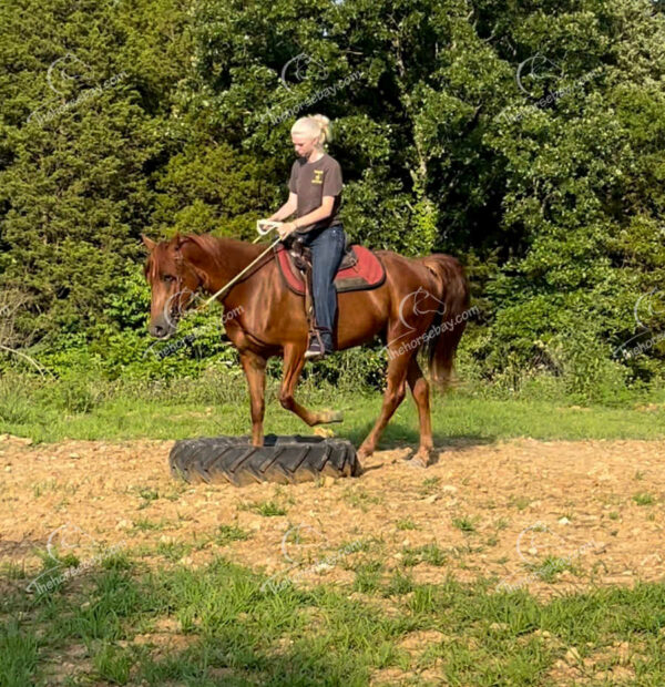 Ace’s Daisy Duke (Daisy) | Thehorsebay.com